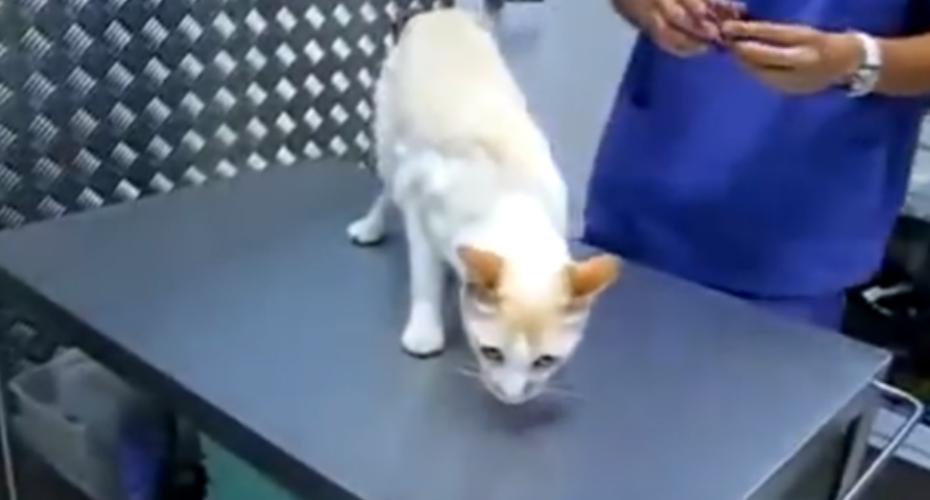 VIDEO: Veterinário Faz Demonstração De Como Imobilizar Um Gato Sem o Magoar
