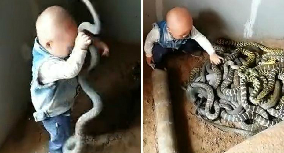 VIDEO: Este Bebé Ainda Não Sabe Falar, Mas Já Brinca Com Cobras