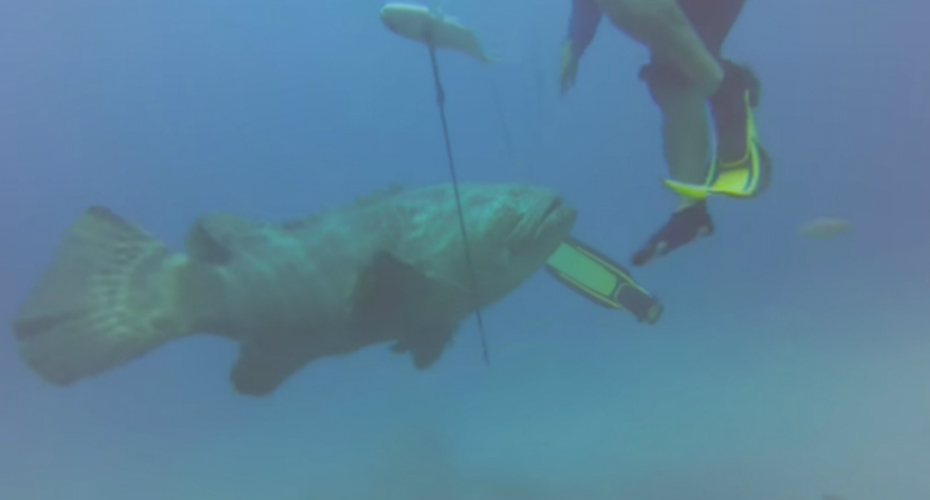 Enorme Peixe Ataca Mergulhador e Rouba-lhe o Peixe