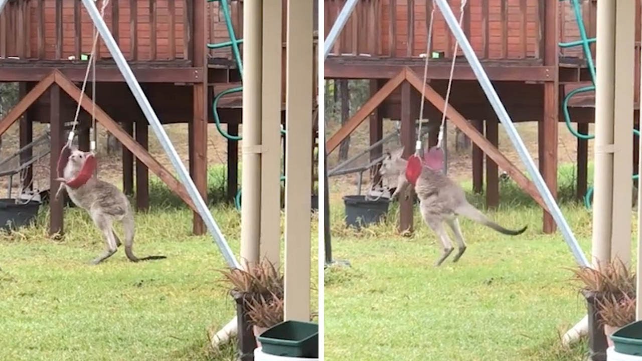 Canguru Surpreende e Brinca Em Baloiço Num Quintal