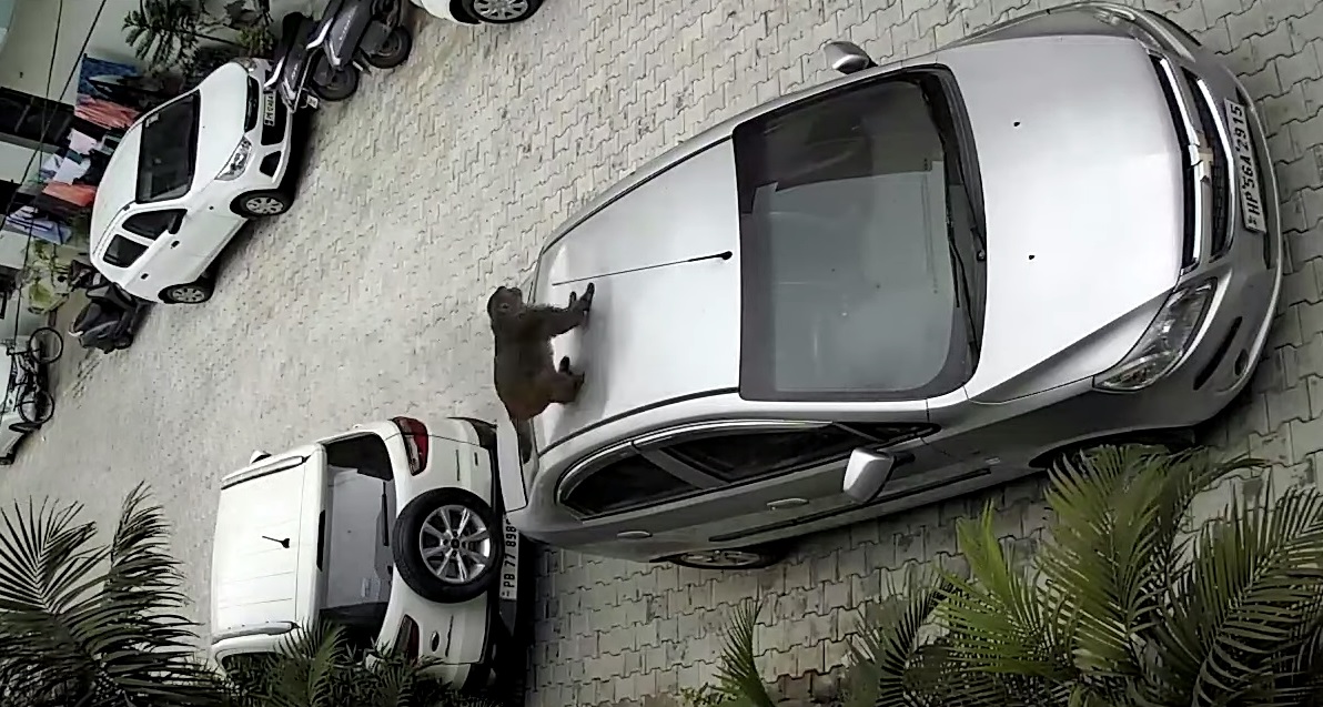 Macaco Travesso Deixa Enorme Mossa Em Carro