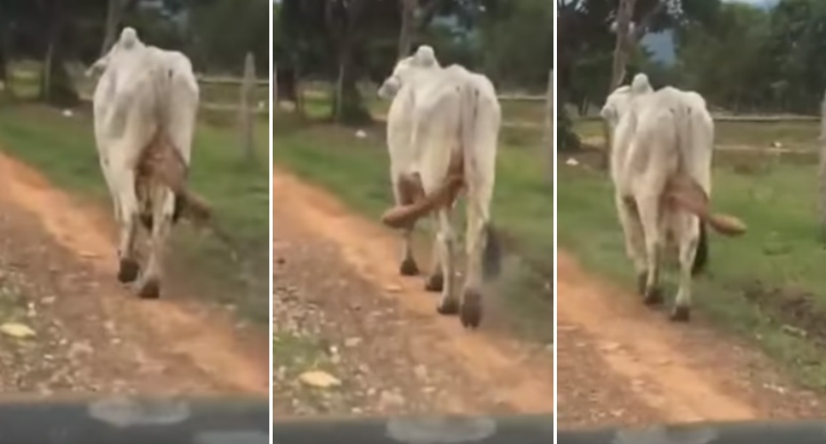 É Impossível Não Reparar Nas Enormes “Bolas” Deste Boi