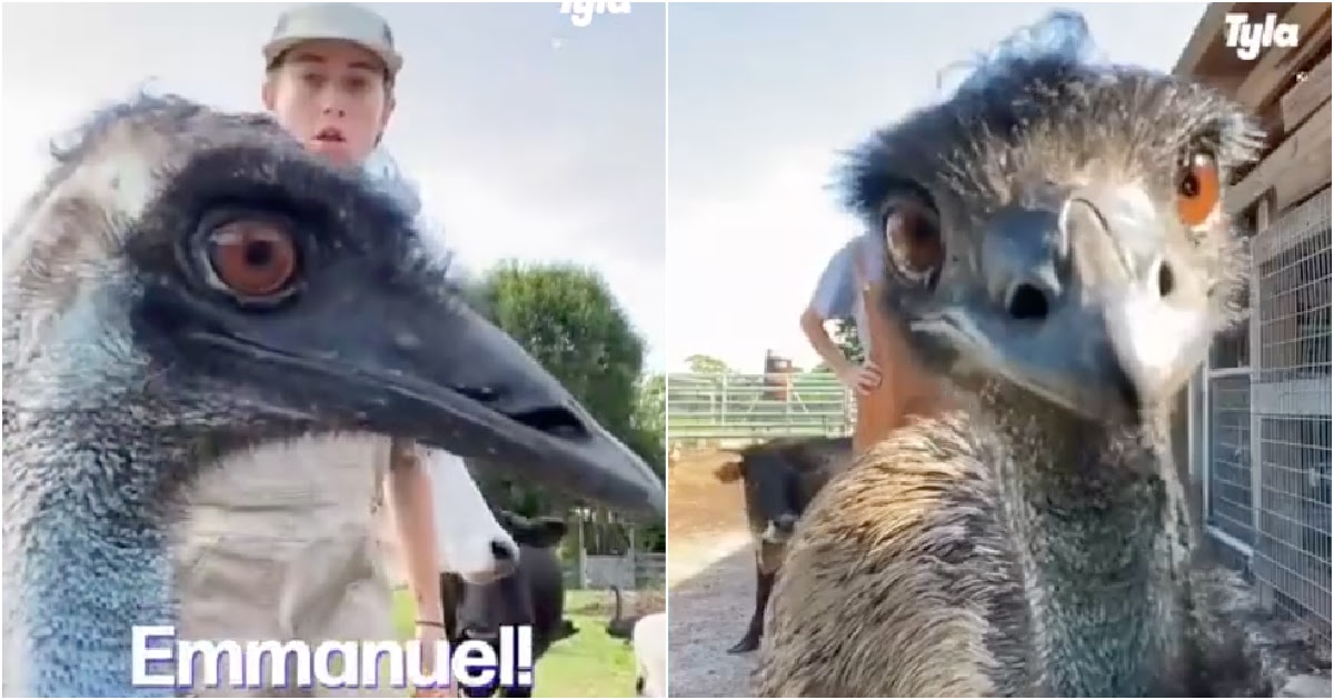 Conheça Emmanuel… a Ema Intrometida e Teimosa Que Conquistou a Internet