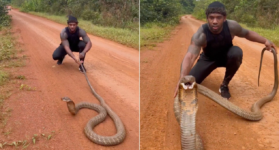 Tarzan Da Vida Real Brinca Com Uma Cobra-Real… a Maior Cobra Venenosa ...