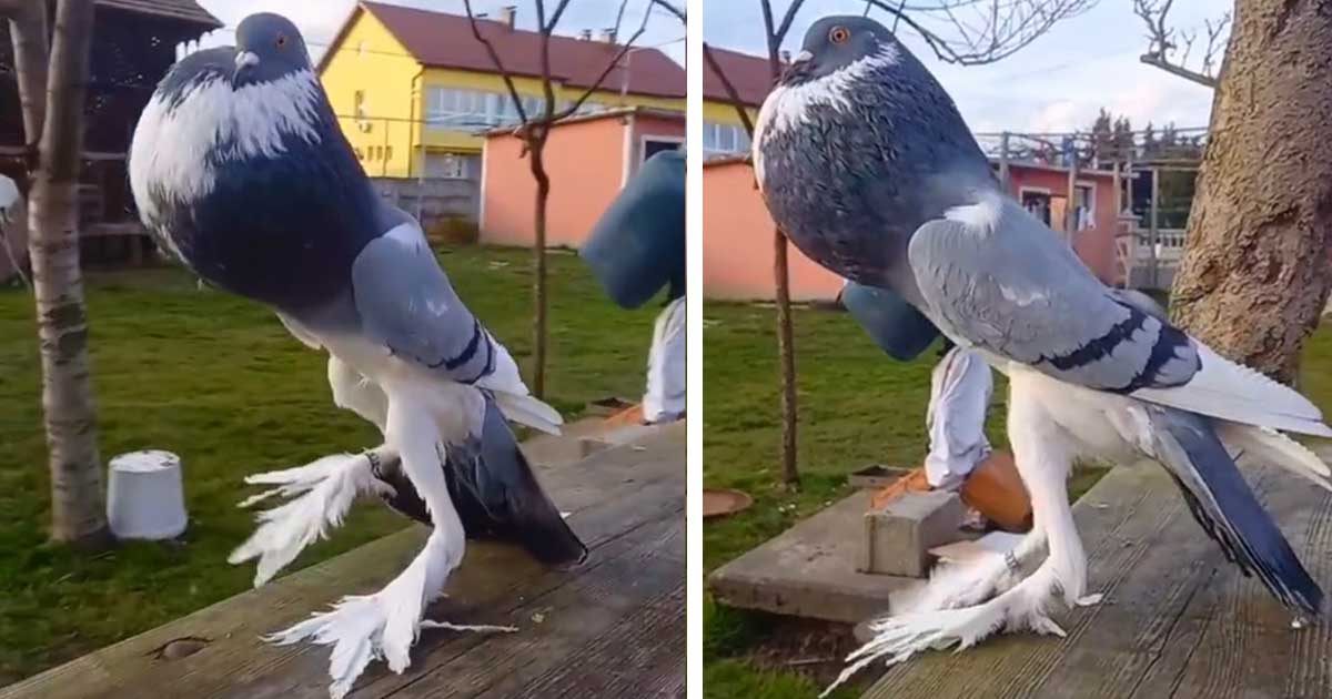 “Pombo Mutante” Com Patas Gigantes Deixa Internautas Perturbados
