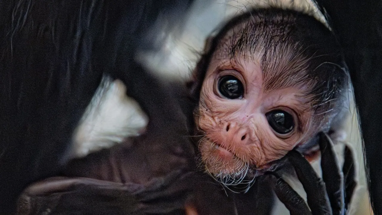 Nasceu Fêmea De Macaco-Aranha Raro Em Zoo De Chester