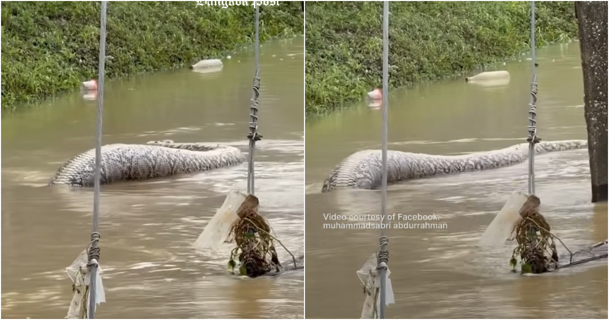 Cobra Gigante Surge à Superfície Durante Enchentes No Sul Da Tailândia
